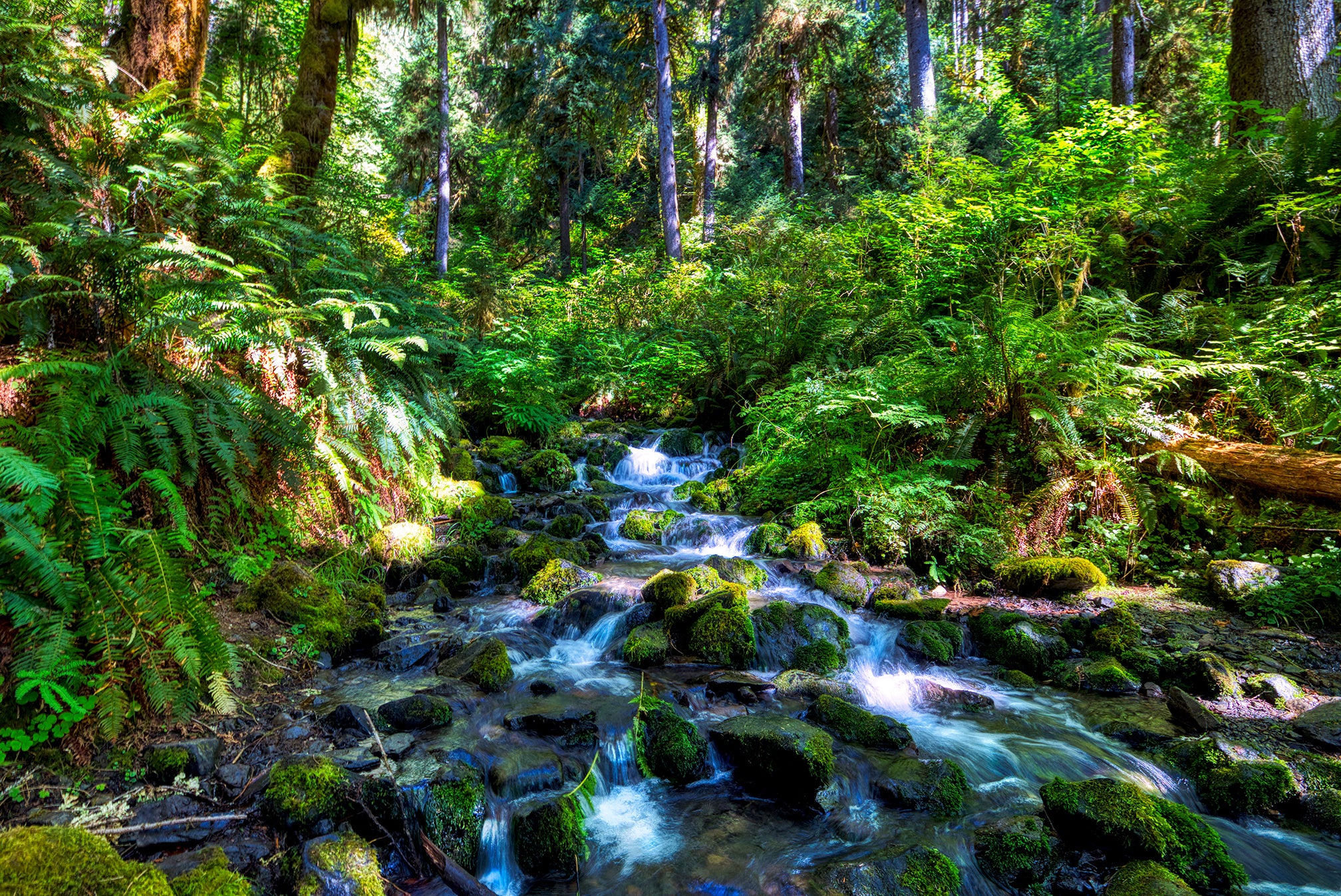 Rainforest Olympic Peninsula Washington Visit The Hoh Rainforest In